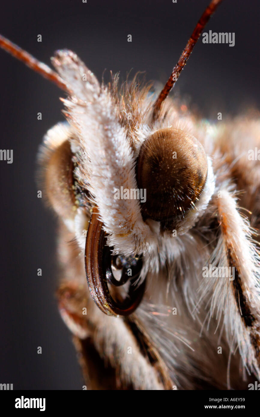 Butterfly head hi-res stock photography and images - Alamy