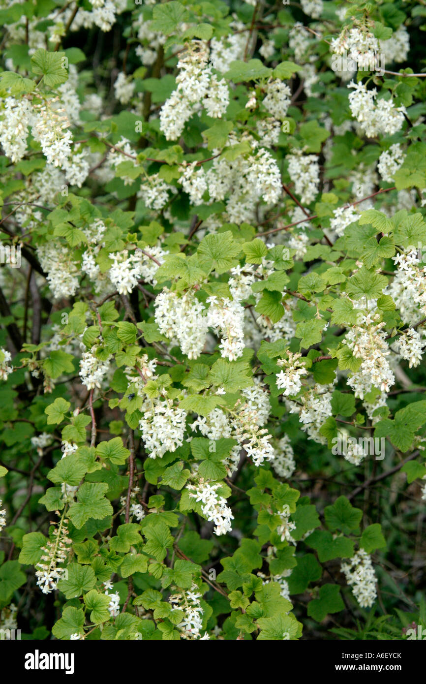 Ribes sanguineum album late March Stock Photo - Alamy