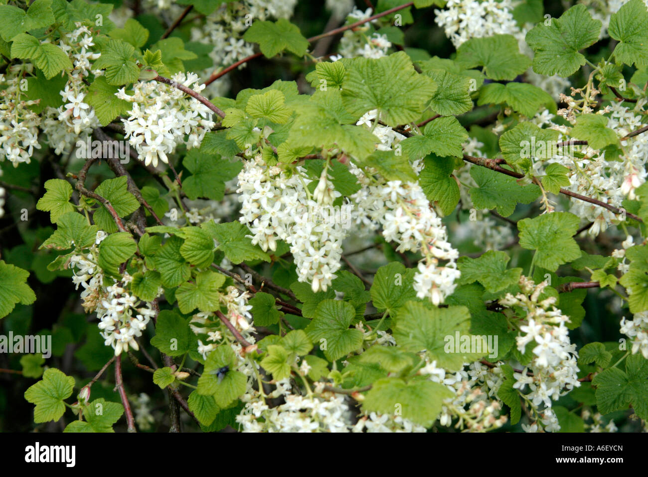 Ribes sanguineum album late March Stock Photo - Alamy