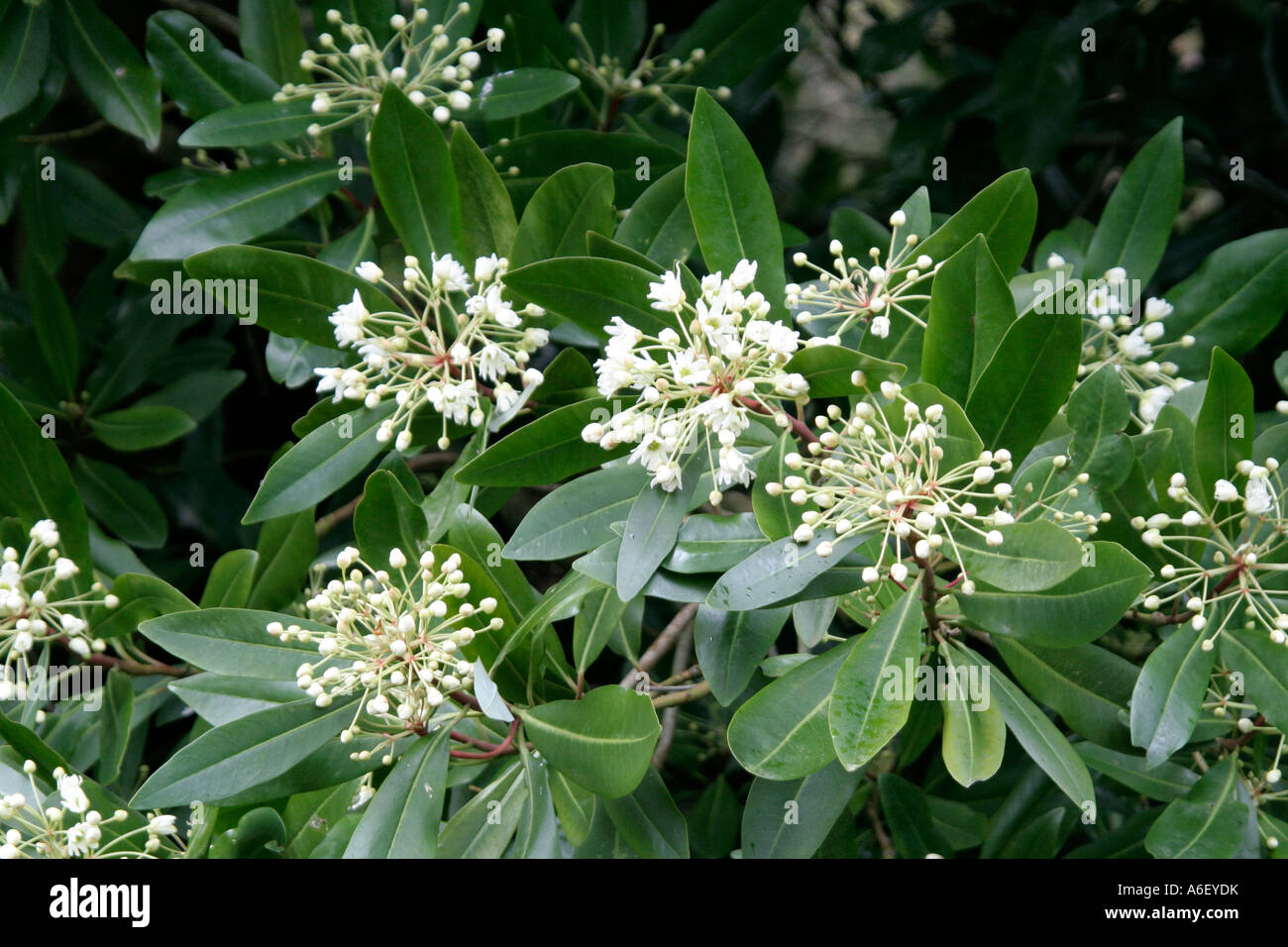 Drimys hi-res stock photography and images - Alamy