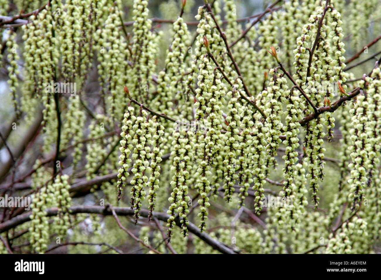 Stachyurus praecox March 29 Stock Photo - Alamy