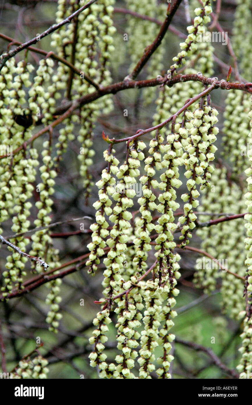 Stachyurus praecox March 29 Stock Photo - Alamy
