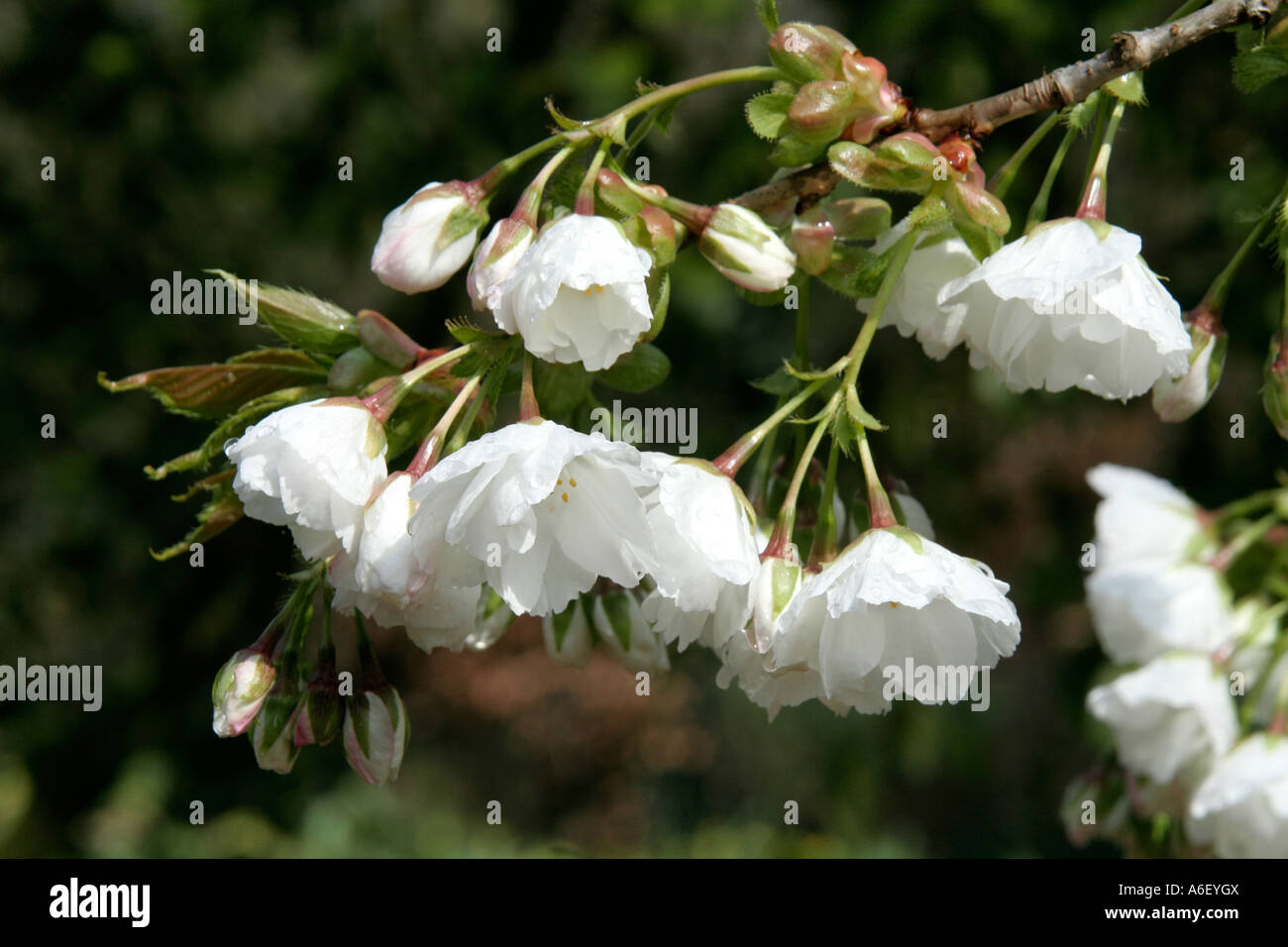 Prunus Shirotae aka Mount Fuji March 30 Stock Photo - Alamy