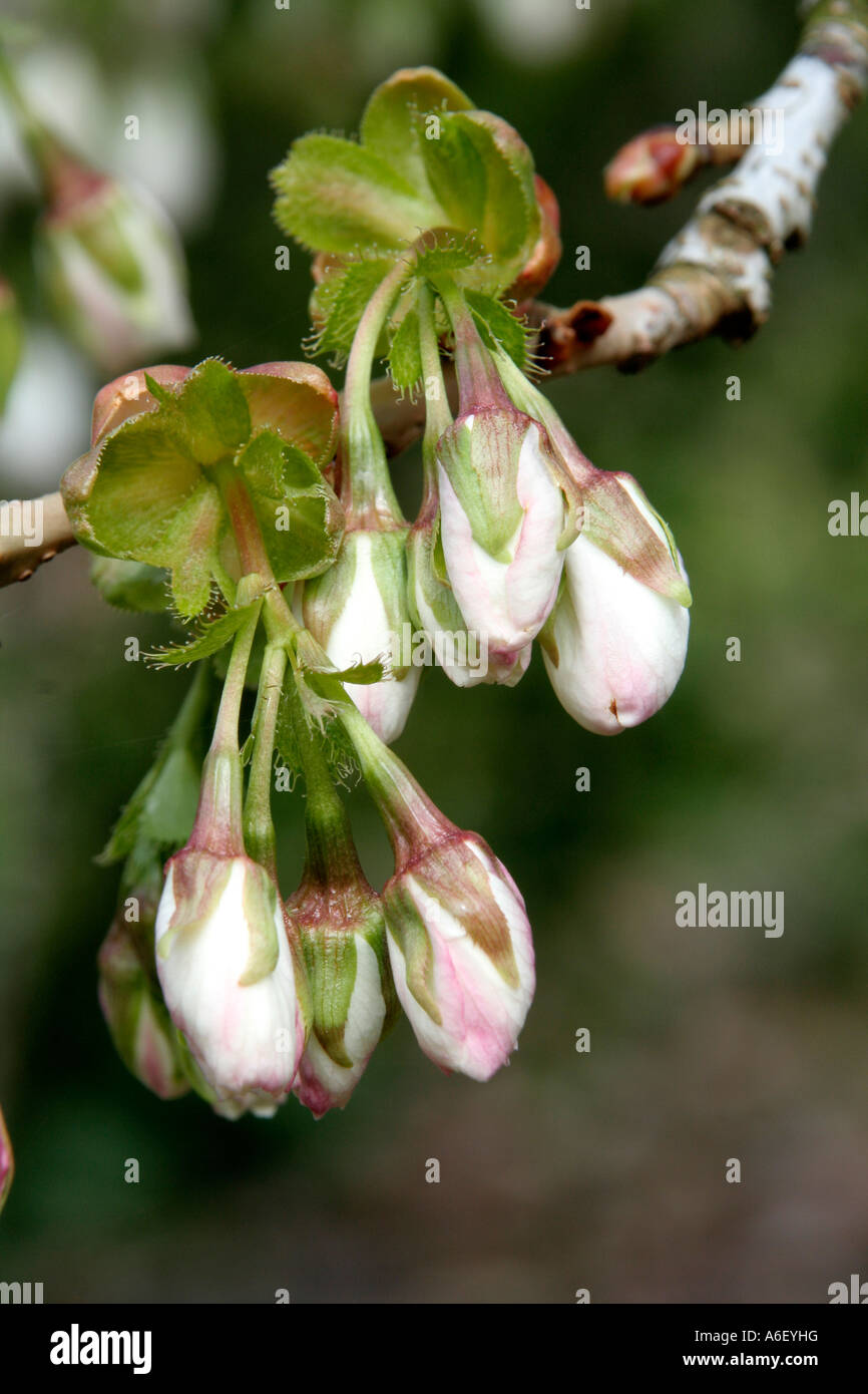 Prunus Shirotae aka Mount Fuji March 30 Stock Photo - Alamy