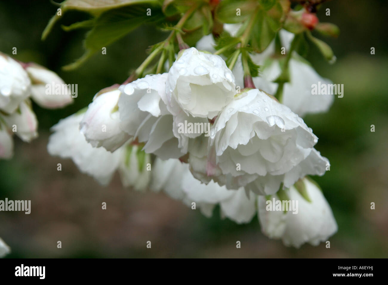 Prunus Shirotae aka Mount Fuji March 30 Stock Photo - Alamy
