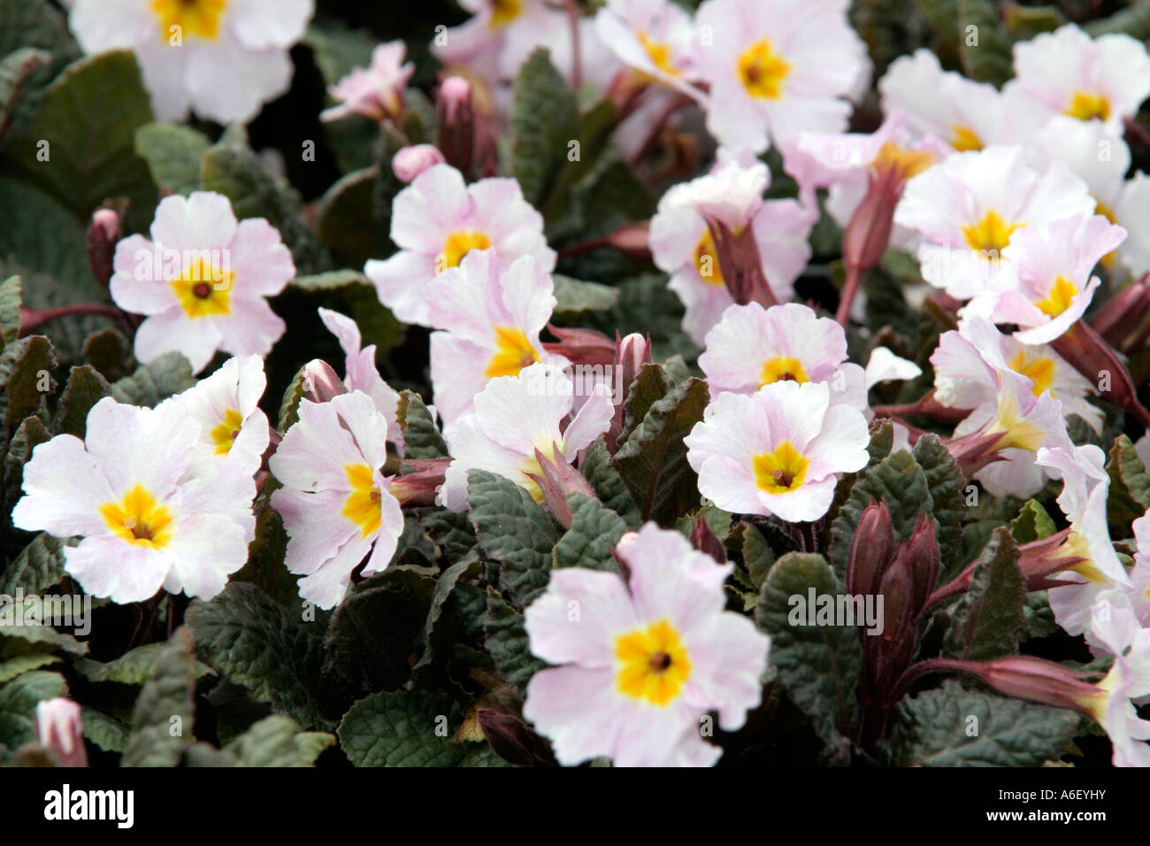 Primula Guinevere March 30 Stock Photo - Alamy