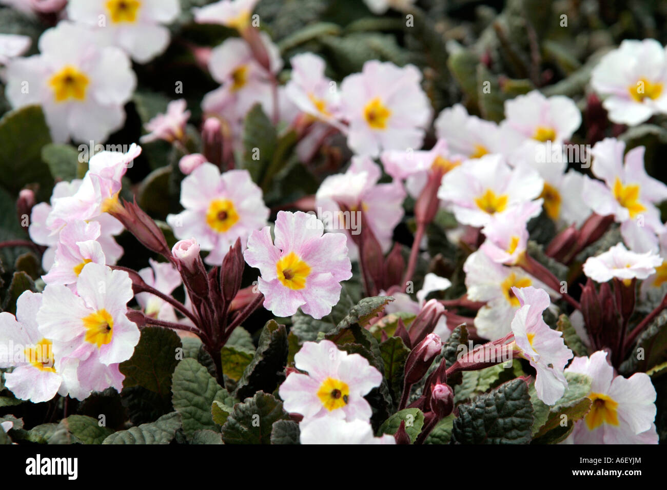 Primula Guinevere March 30 Stock Photo - Alamy