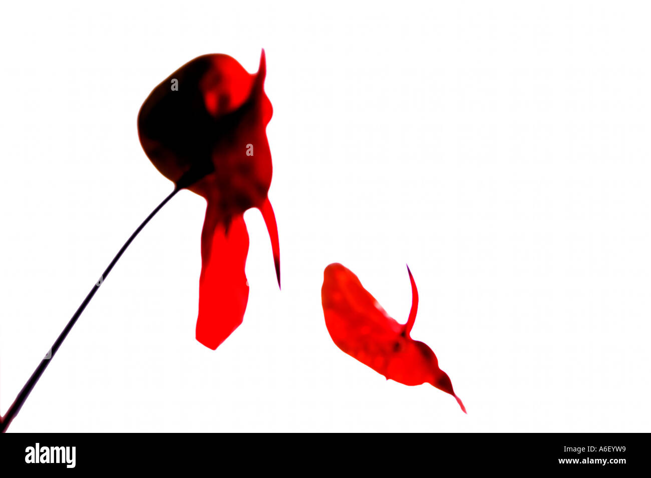 Red abstract flower Stock Photo - Alamy