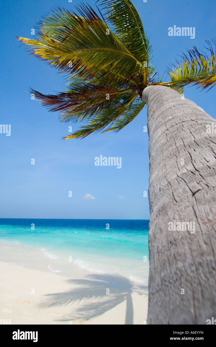 palm tree The Maldives Stock Photo - Alamy