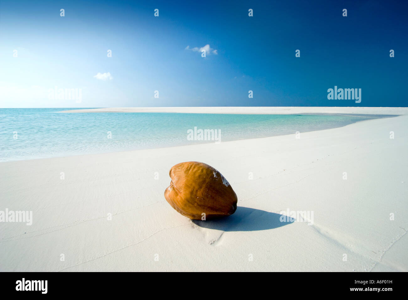 Washed up coconut The Maldives Stock Photo - Alamy