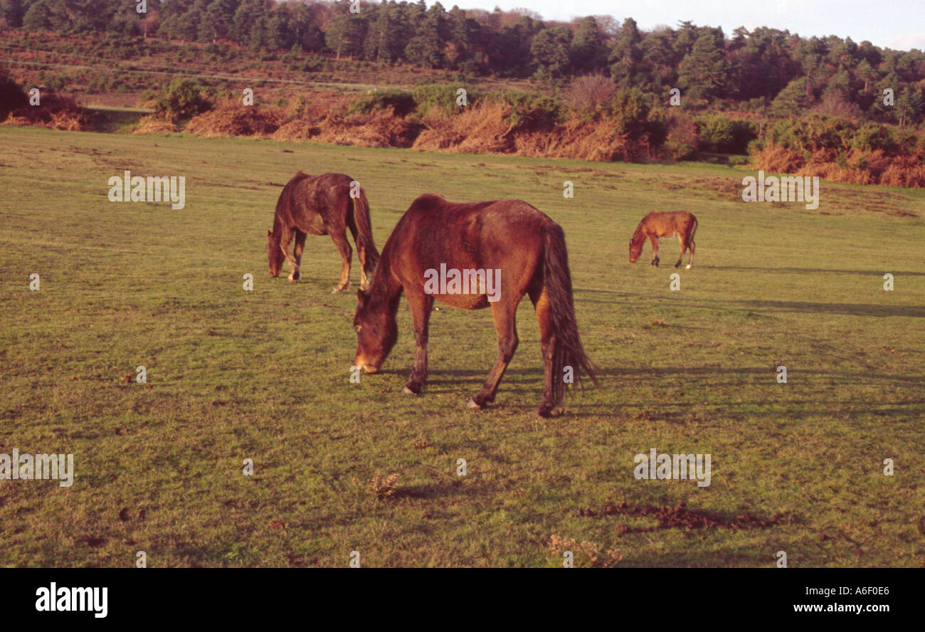 New forest ponies Stock Photo - Alamy