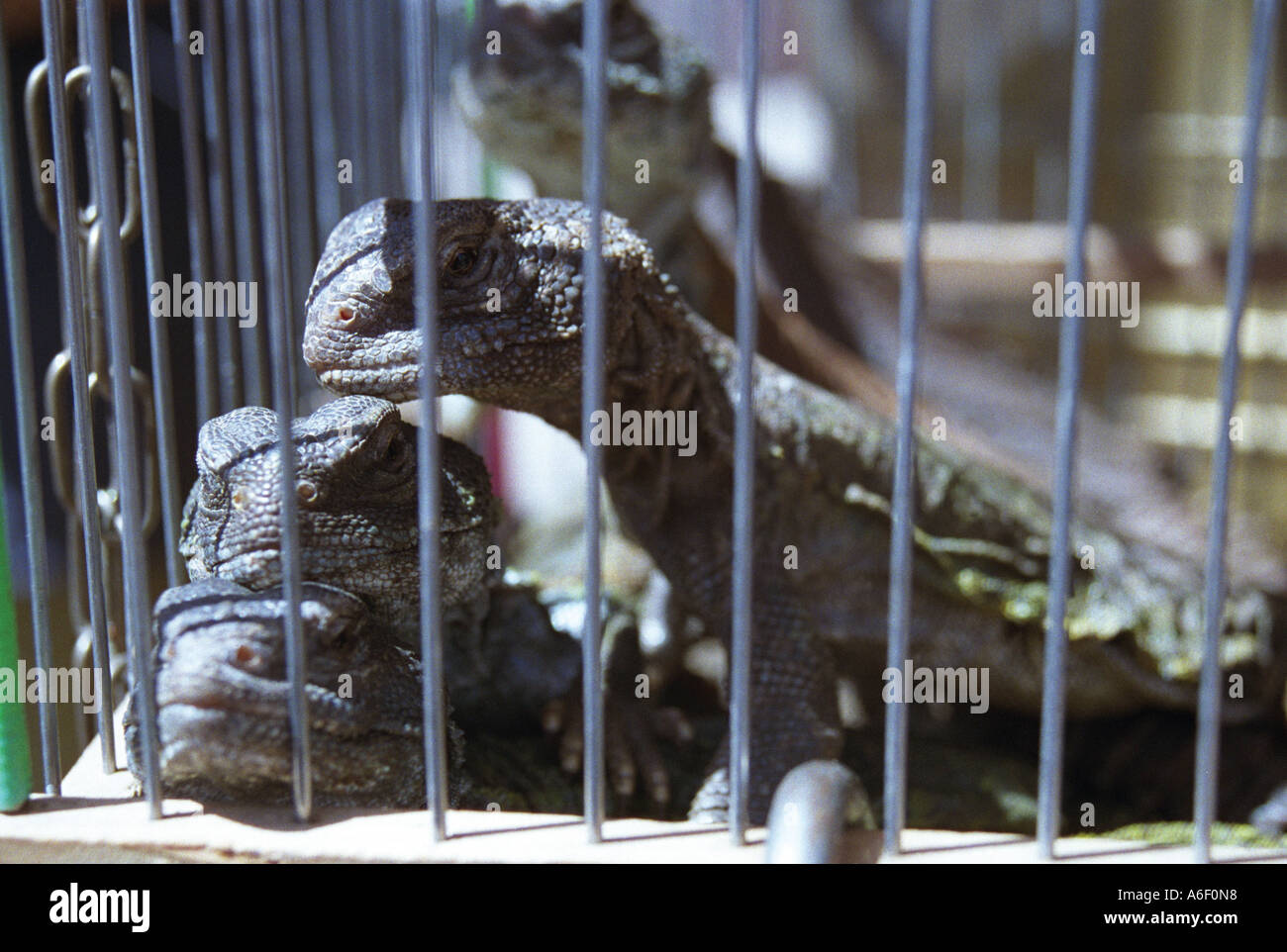 Moroccan lizards hi-res stock photography and images - Alamy