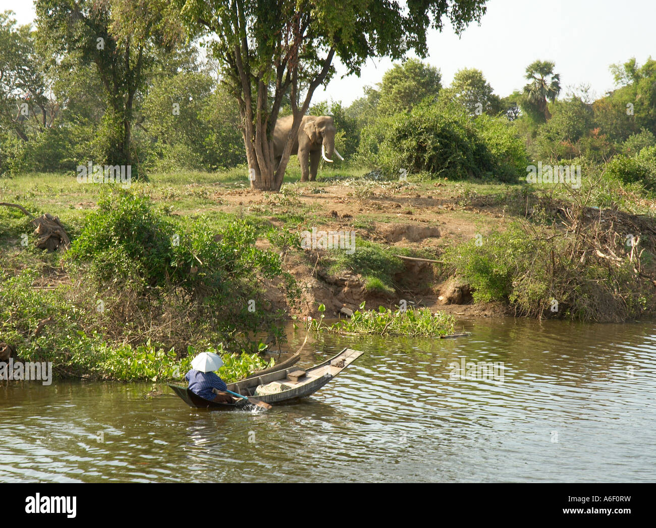 River boat and elephant Stock Photo - Alamy