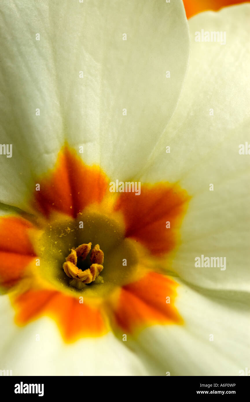 Cream primrose hi-res stock photography and images - Alamy