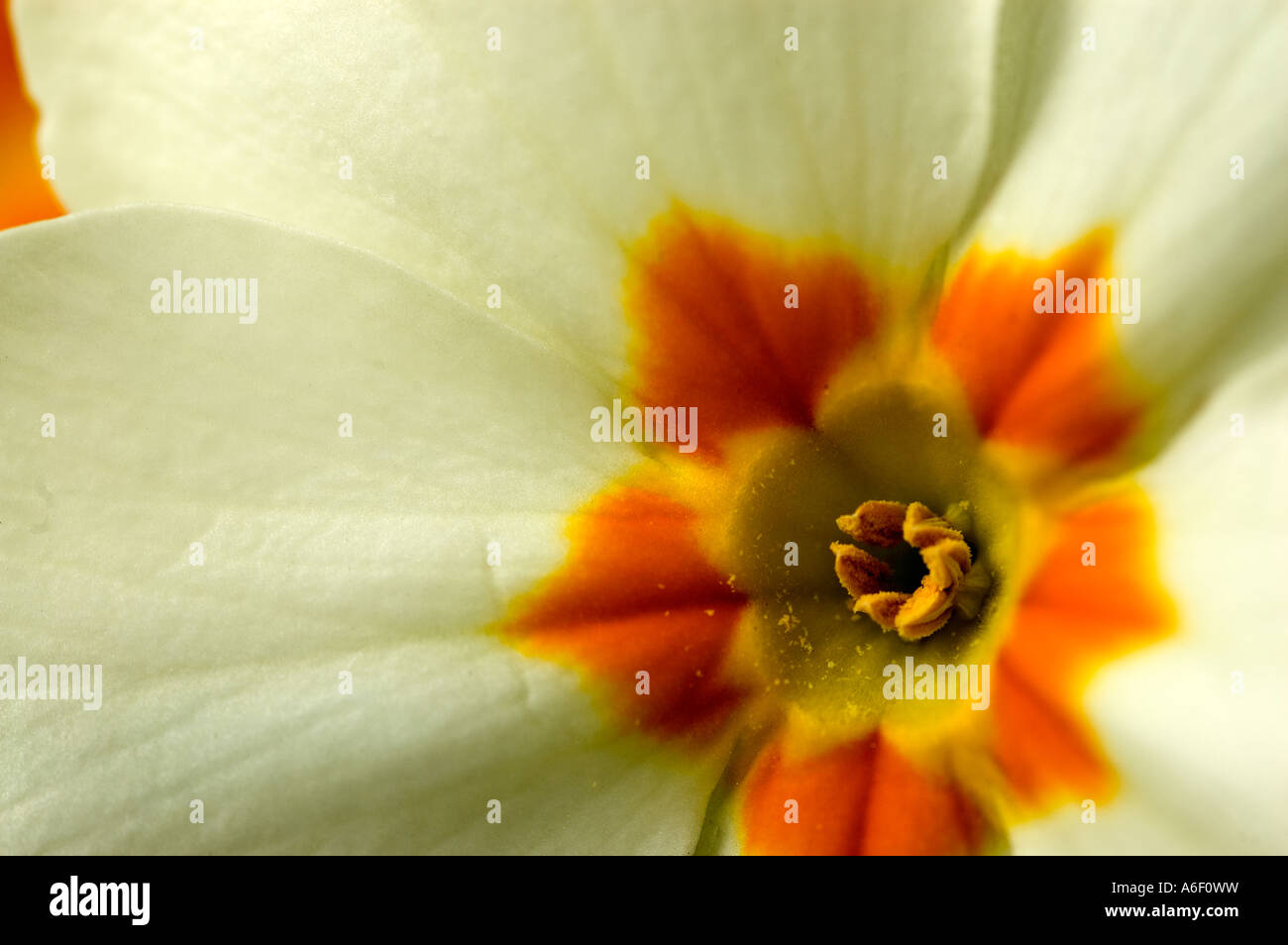 Single Primrose Flower Close Up Stock Photo - Alamy