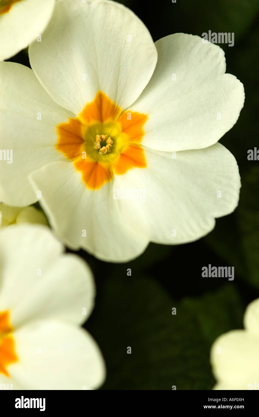 Orange flower on white Cut Out Stock Images & Pictures - Alamy
