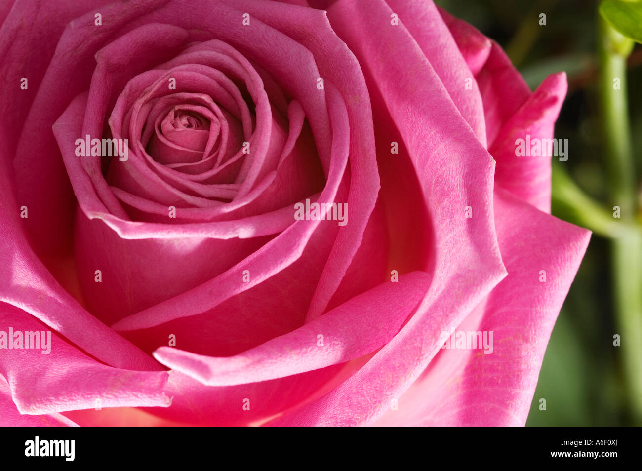Pink Rose Close Up Stock Photo - Alamy