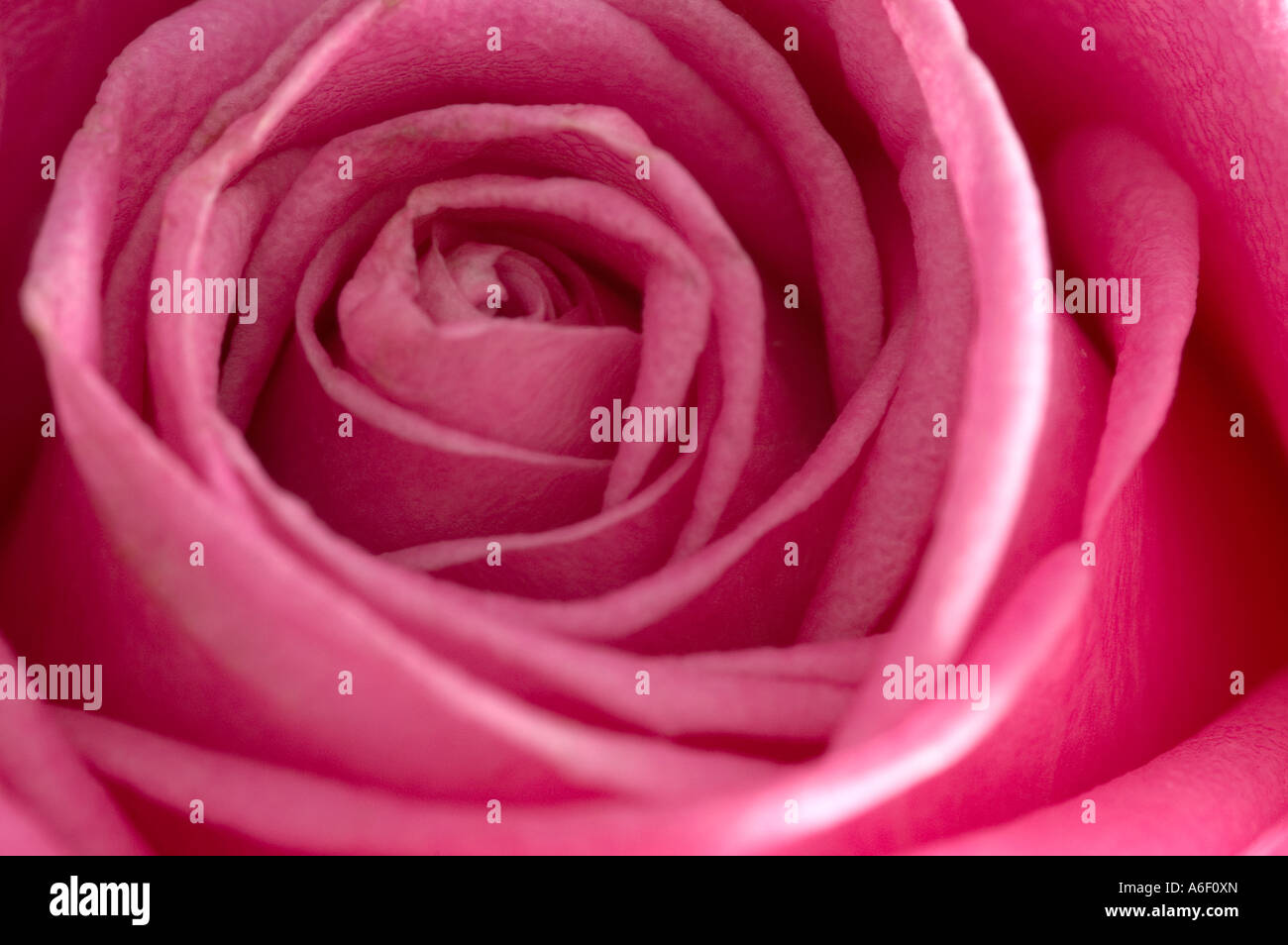 Pink Rose Close Up Stock Photo - Alamy