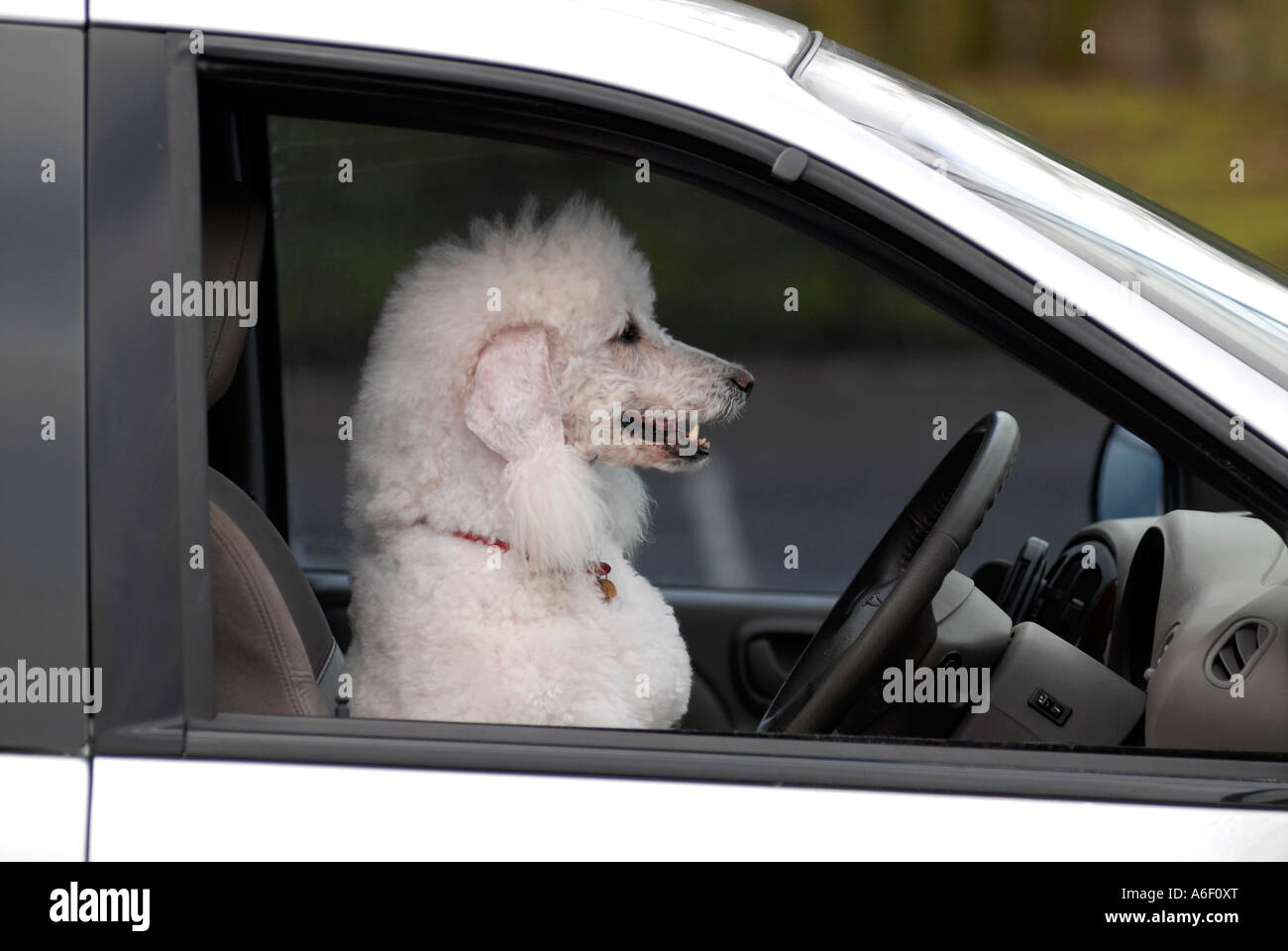 A poodle waits for it s owner in the car park at Crufts UK Stock Photo ...
