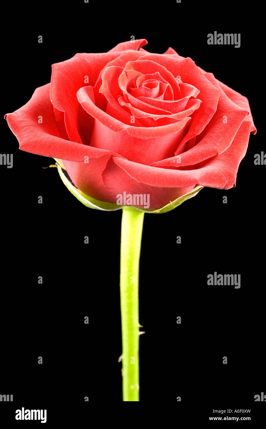 Single Red Rose Stock Photo - Alamy