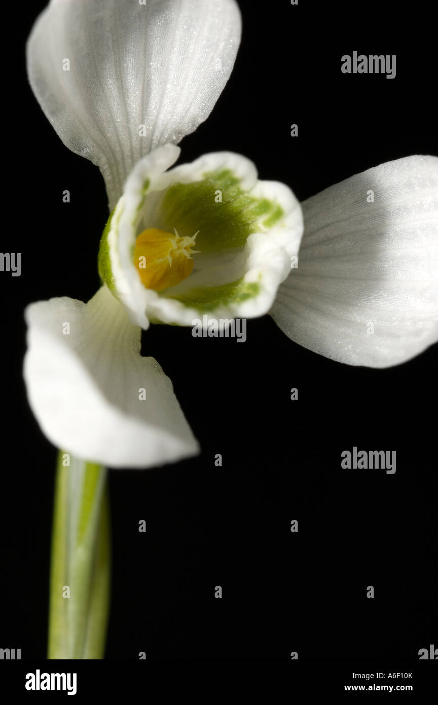Single Snowdrop Flower Close Up Stock Photo - Alamy