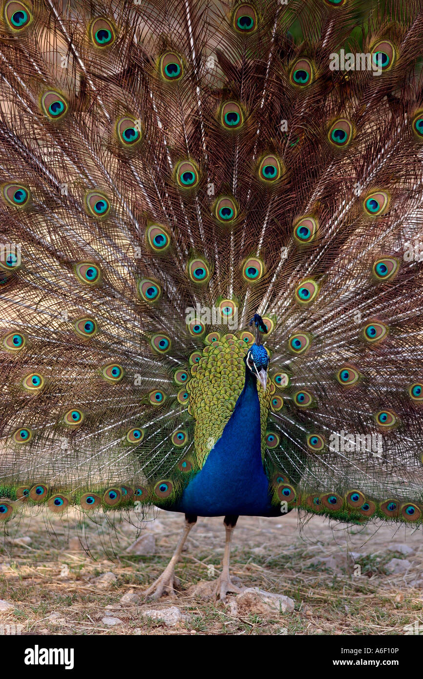 France birds peacock hi-res stock photography and images - Alamy