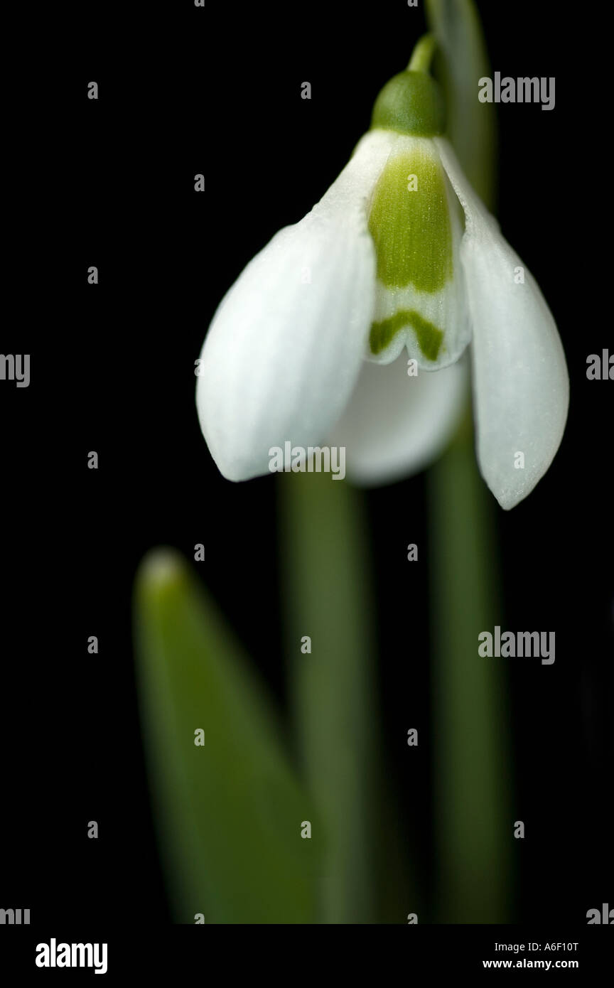 Single Snowdrop Flower Close Up Stock Photo - Alamy
