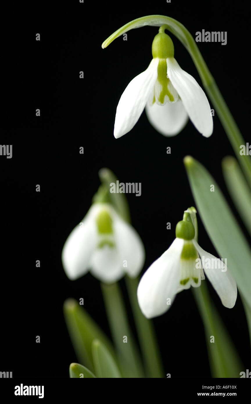 Three Snowdrop Flowers Stock Photo - Alamy