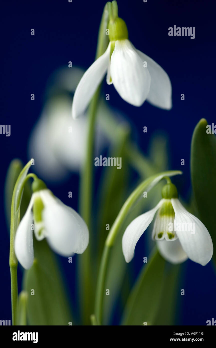 Three Snowdrop Flowers Stock Photo - Alamy