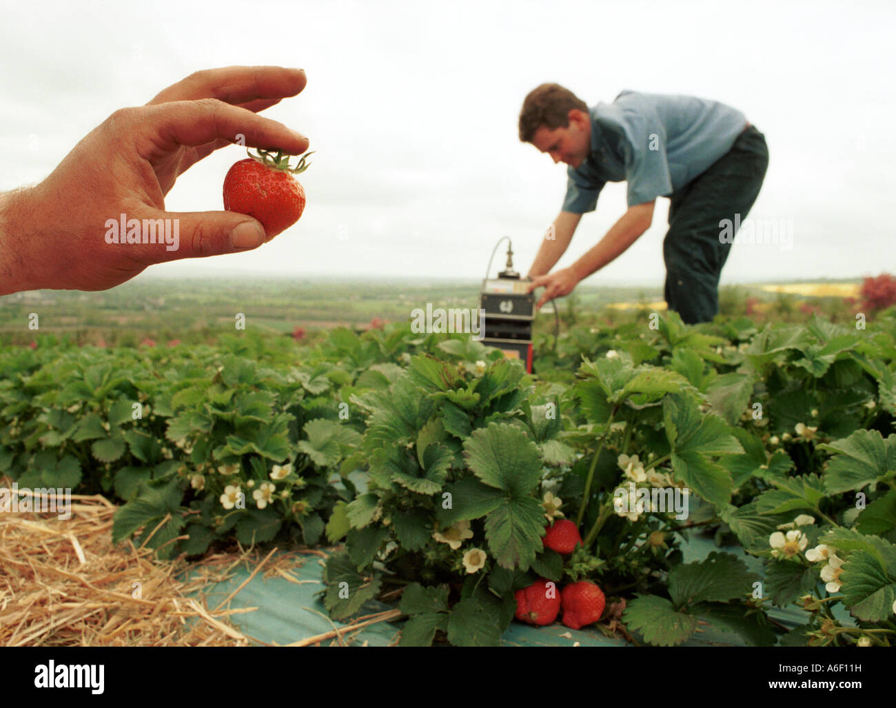A UK strawberry grower using a neutron probe to measure soil moisture ...