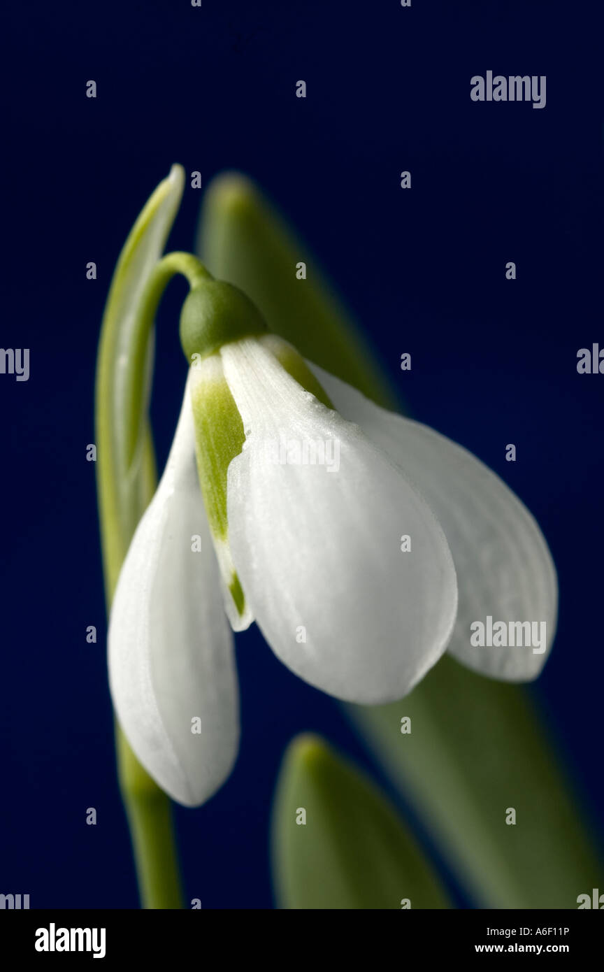 Single Snowdrop Flower Close Up Stock Photo - Alamy