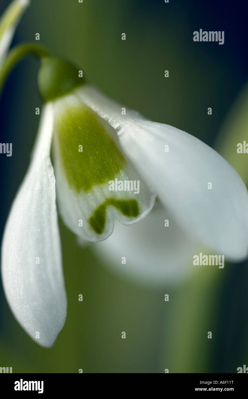Single Snowdrop Flower Close Up Stock Photo - Alamy