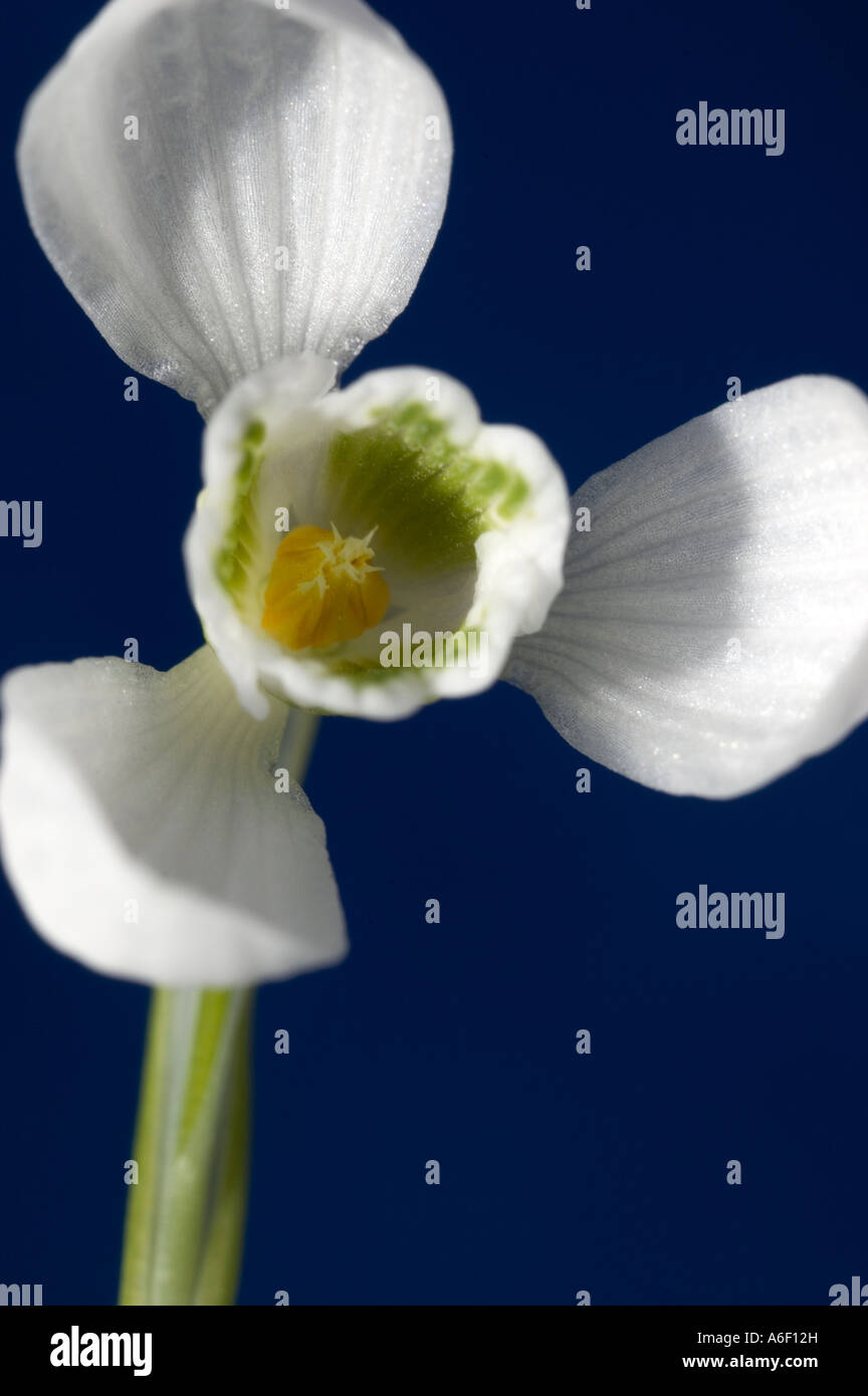 Single Snowdrop Flower Close Up Stock Photo - Alamy