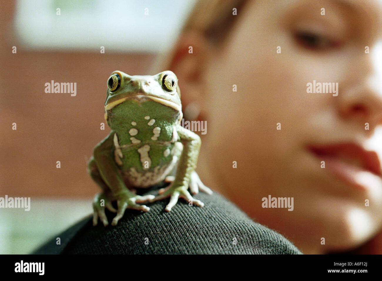 A pet Waxing Monkey Tree Frog on his owners shoulder Stock Photo - Alamy