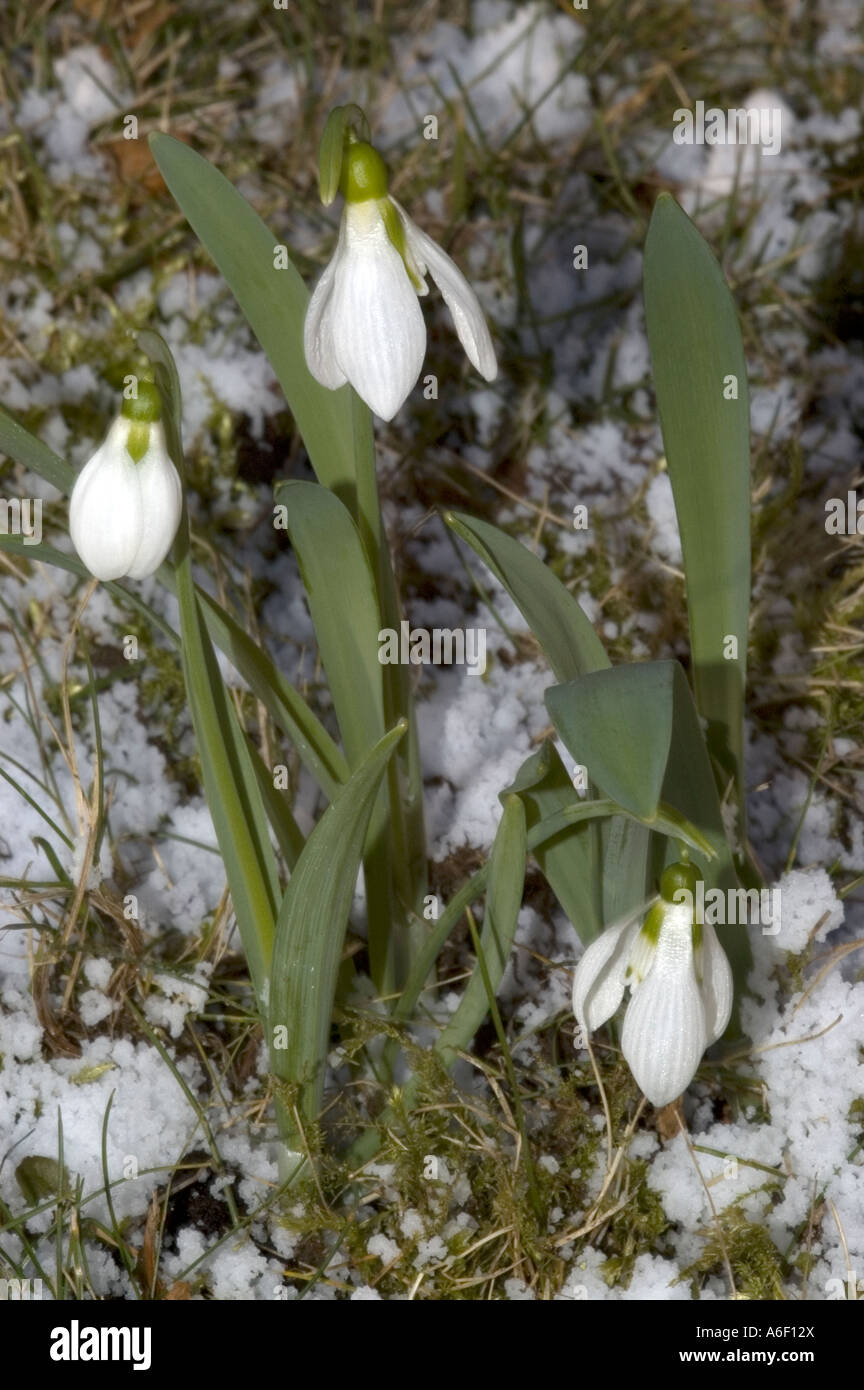 Snowdrops in A Snowy Garden Stock Photo - Alamy