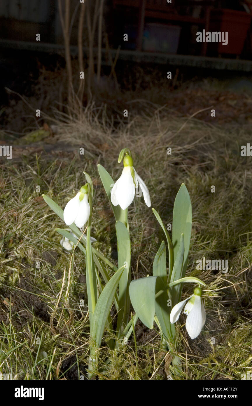 Snowdrop Flowers Growing In A Garden Stock Photo - Alamy