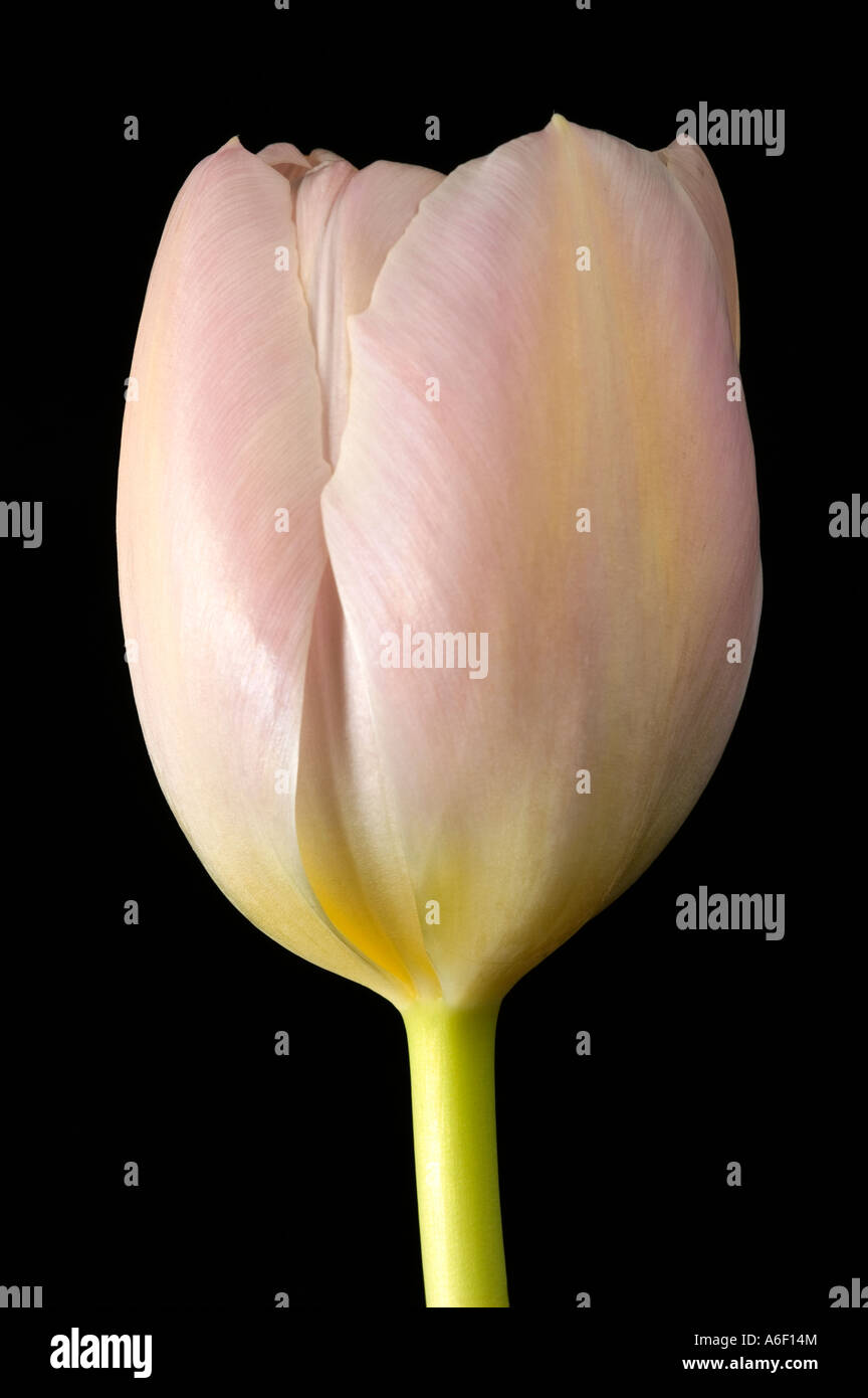 Blush Pink Tulip Flower Close Up Stock Photo - Alamy