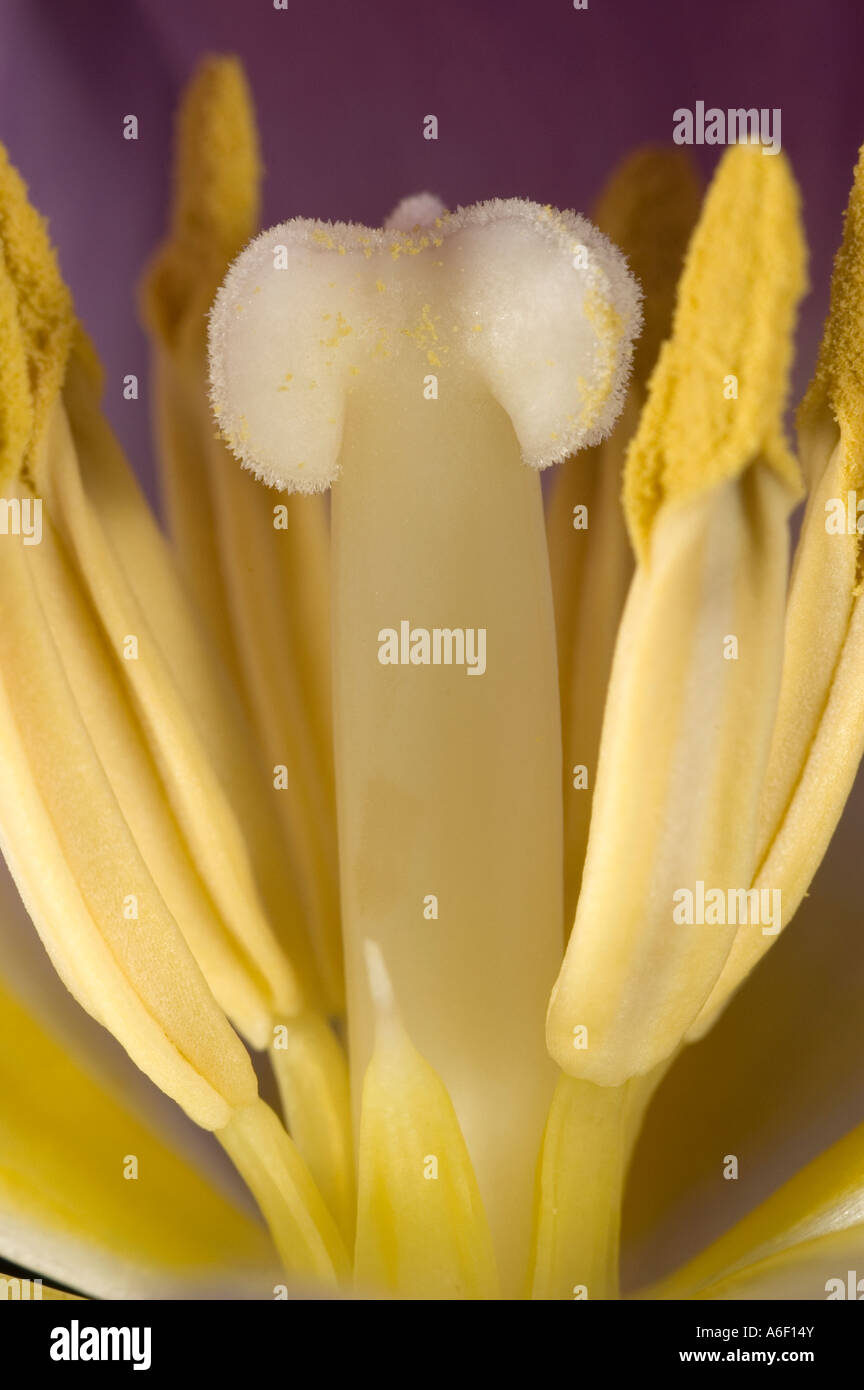 Purple Tulip Flower Close Up Stock Photo - Alamy