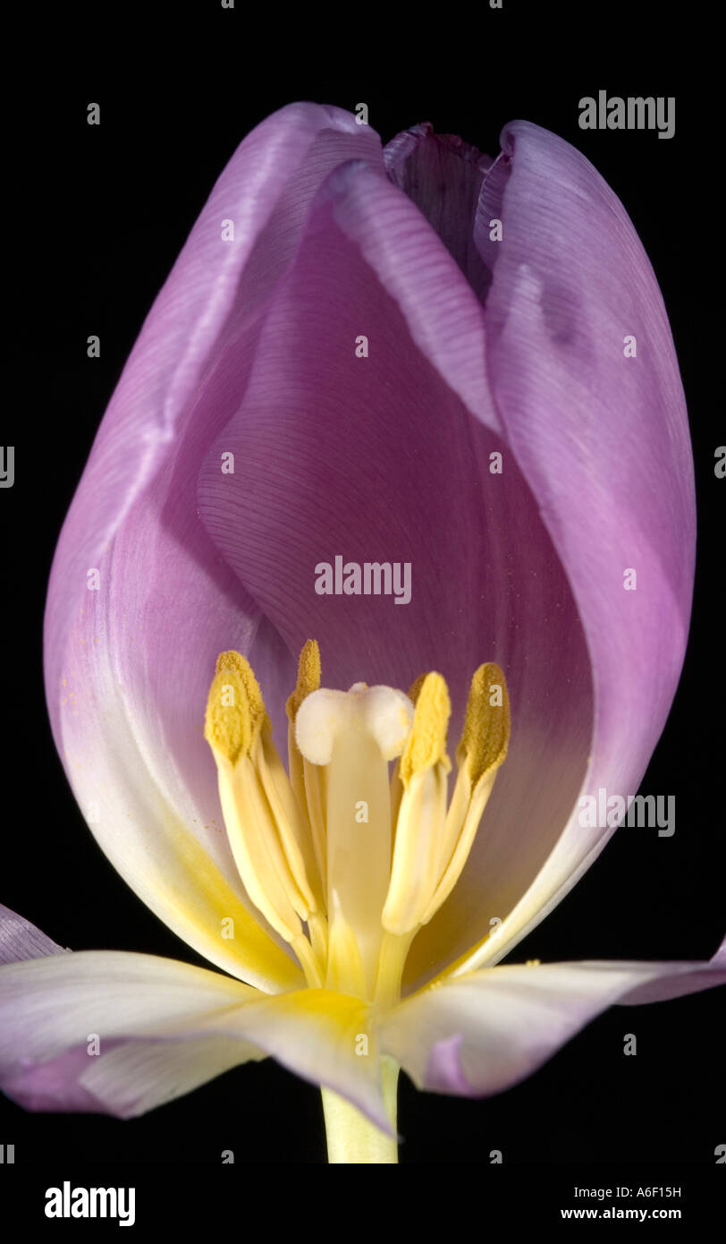 Purple Tulip Flower Close Up Stock Photo - Alamy