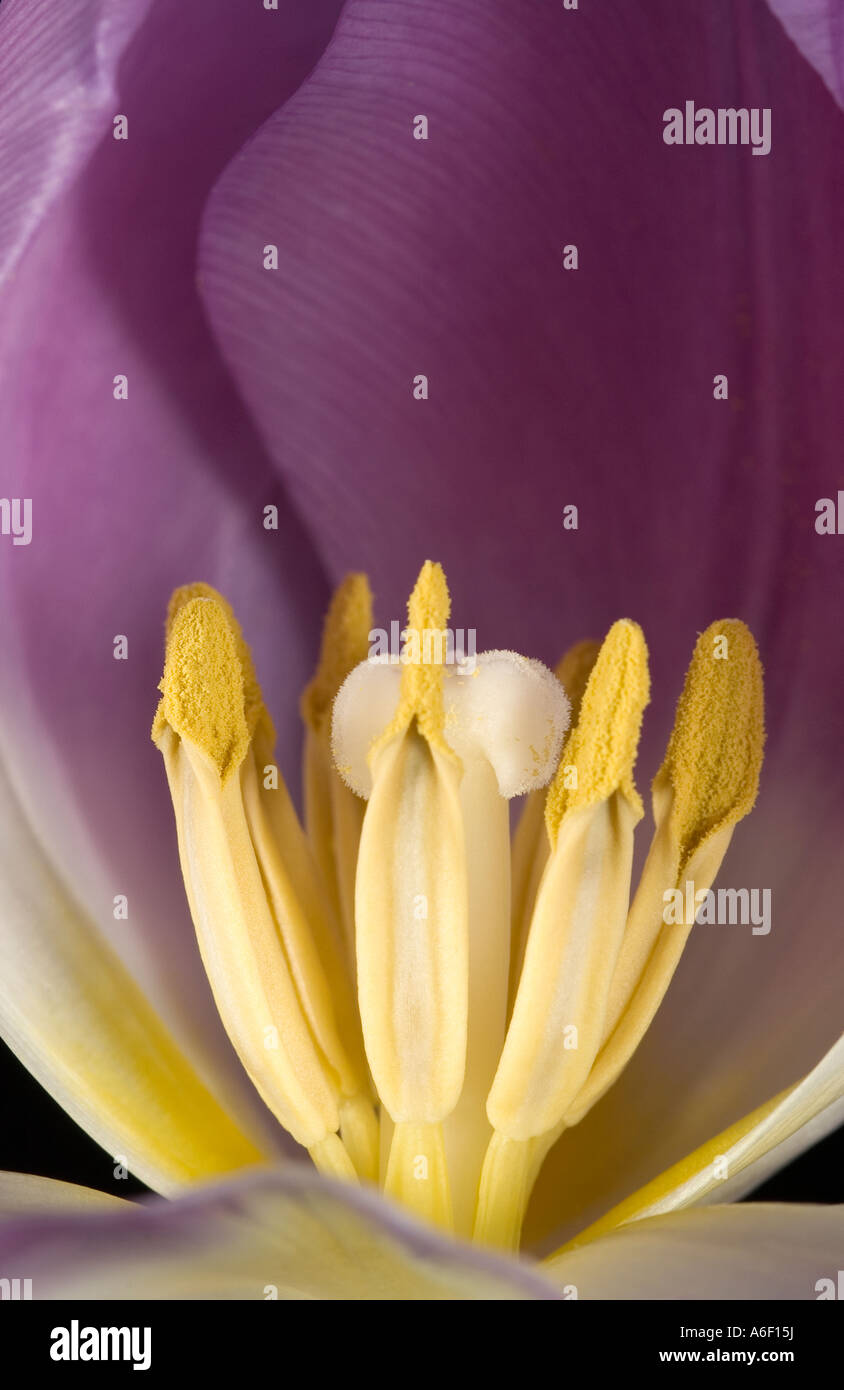 Purple Tulip Flower Close Up Stock Photo - Alamy