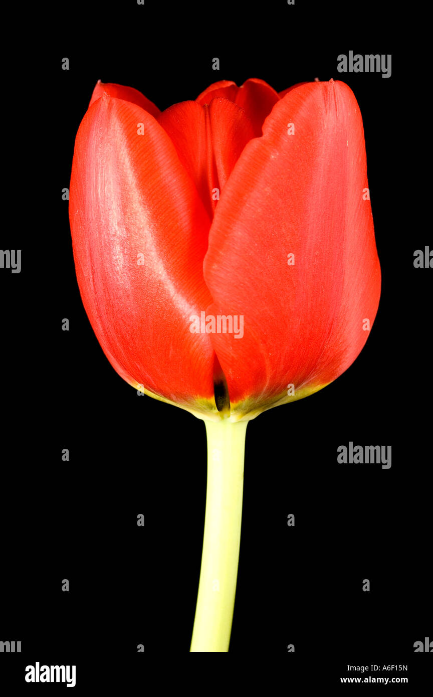 Single Red Tulip Flower Stock Photo - Alamy