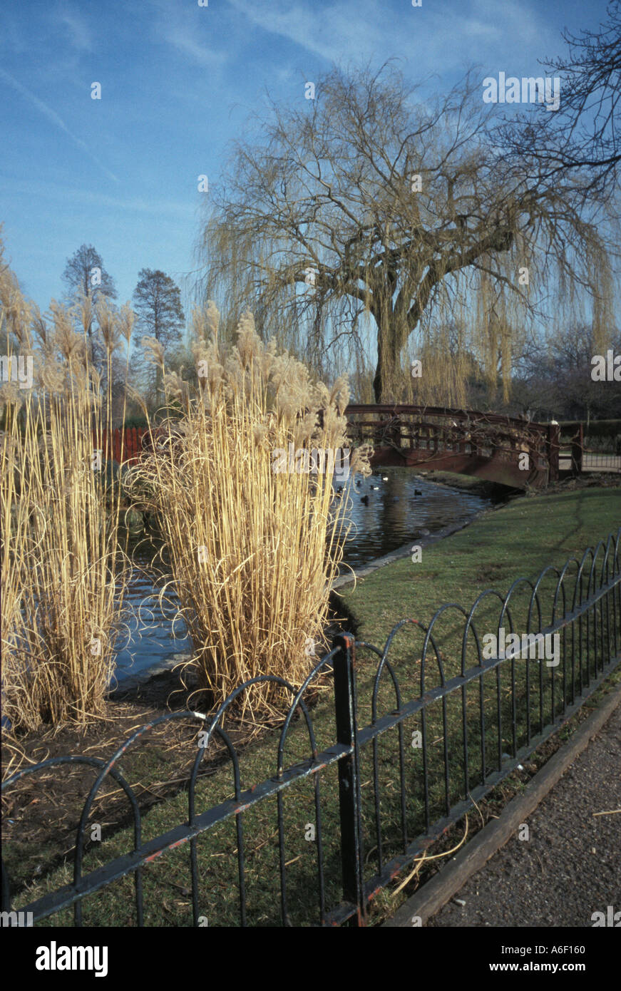 Pond and Grasses Regent s Park Winter Stock Photo - Alamy