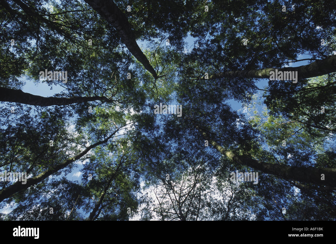Looking up at trees in a forest, Enfield, Middlesex,UK Stock Photo - Alamy