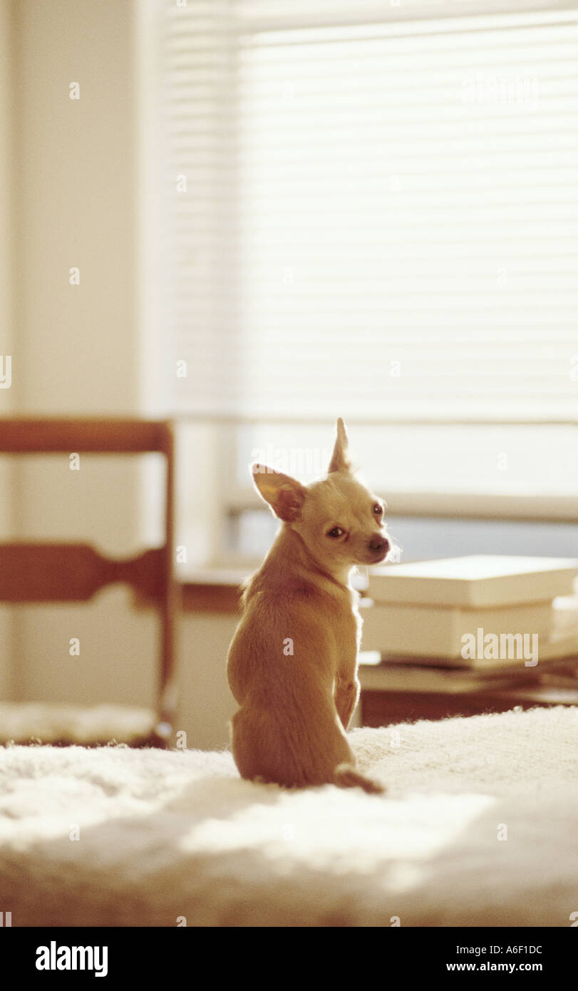 Chihuahua Dog looking over his shoulder Stock Photo - Alamy