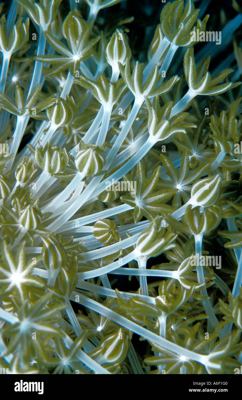 Goniopora coral polyps Stock Photo - Alamy