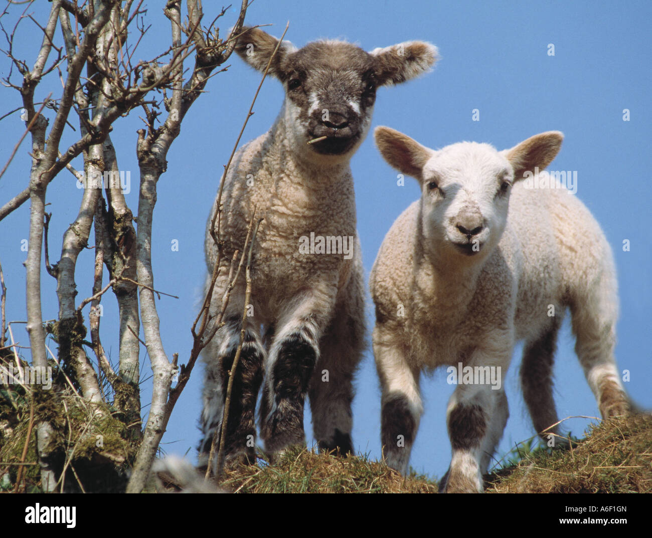 TWO SMALL SPRING LAMBS ONE WHITE FACE ONE BLACK FACE WITH TWIG IN MOUTH ...