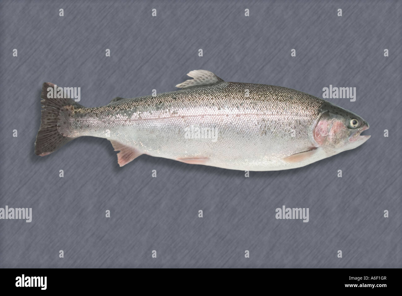 FISH ON PLAIN METAL GREY BACKGROUND Stock Photo - Alamy