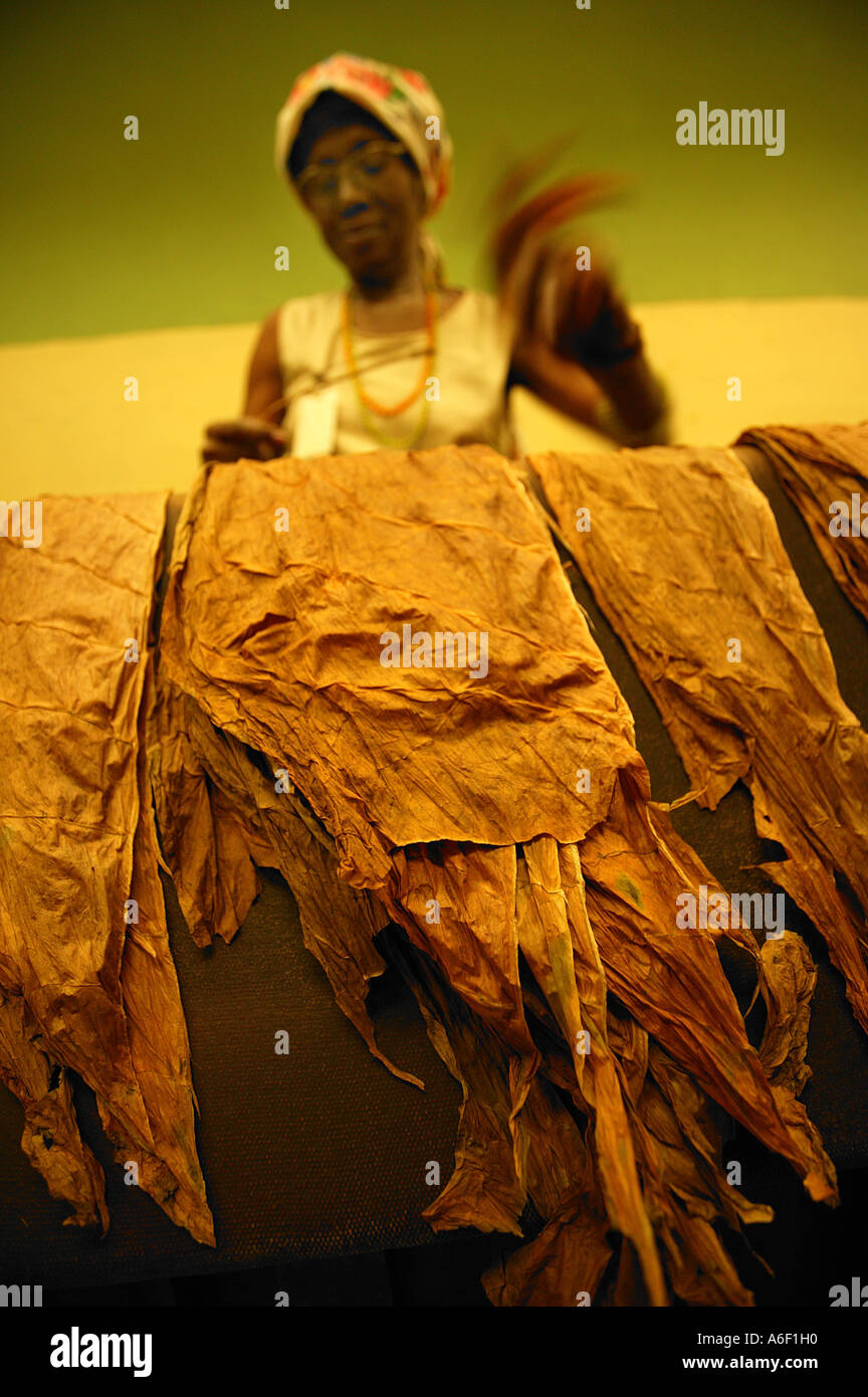 Cigar Factory, Havana, Cuba Stock Photo - Alamy