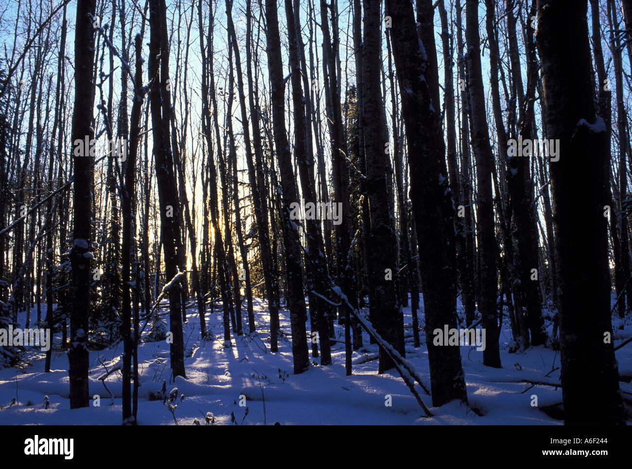 Sun through snowy trees Stock Photo - Alamy