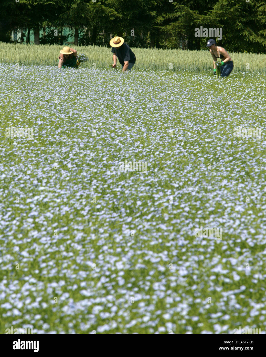 Flax field in bloom Stock Photo - Alamy